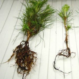 3oz Endo/Ecto Mycorrhizal Root Dip | Green County WI Land & Water ...