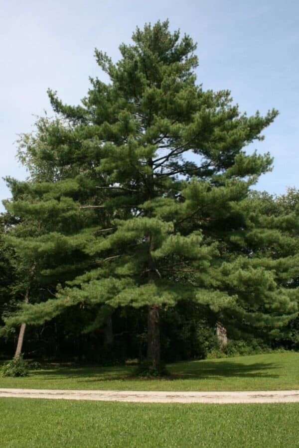White Pine Green County WI Land Water Conservation White Pine Green County WI Land Water Conservation